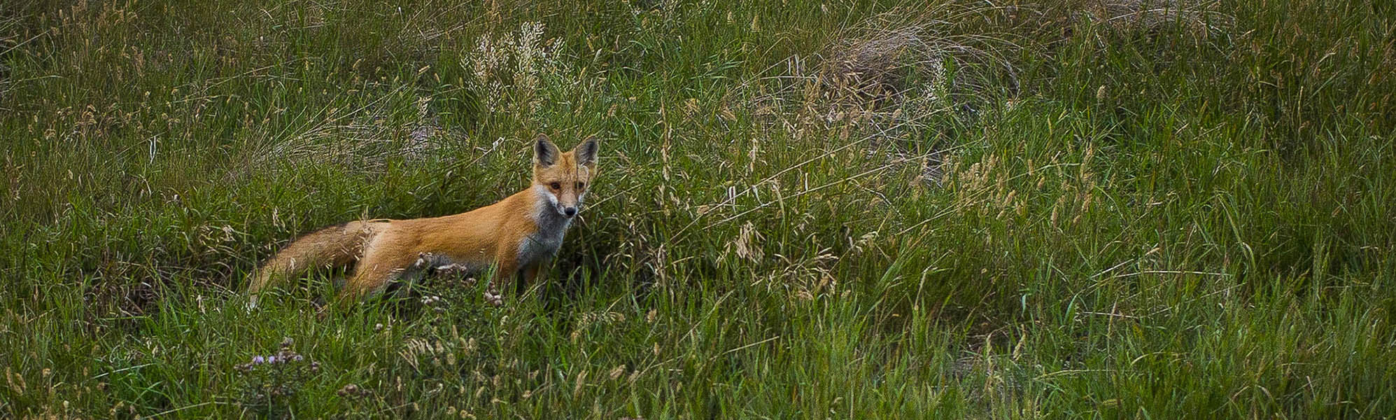The Links of GlenEagles - Golf Course near Calgary, AB | Cochrane Golf ...
